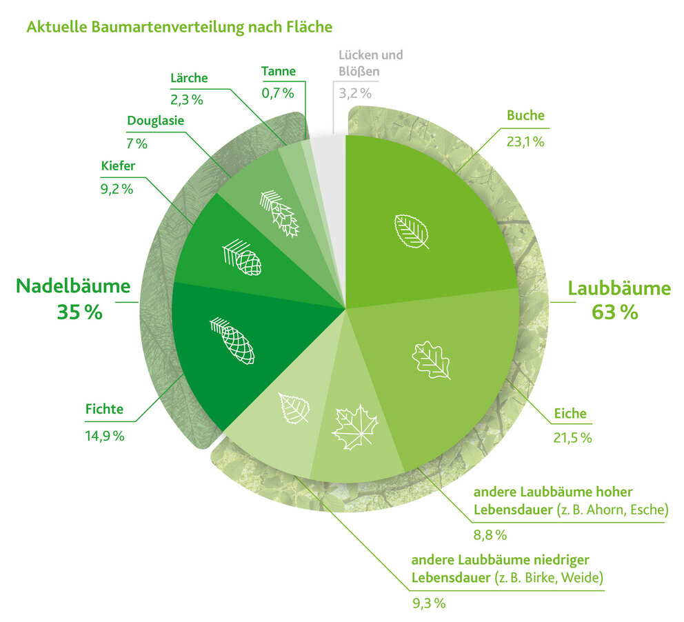 Wald in Rheinland-Pfalz: LV Rheinland-Pfalz